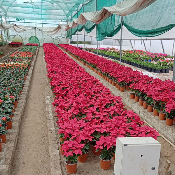 Diseño de Jardines en Quito Cumbayá Tumbaco Puembo
